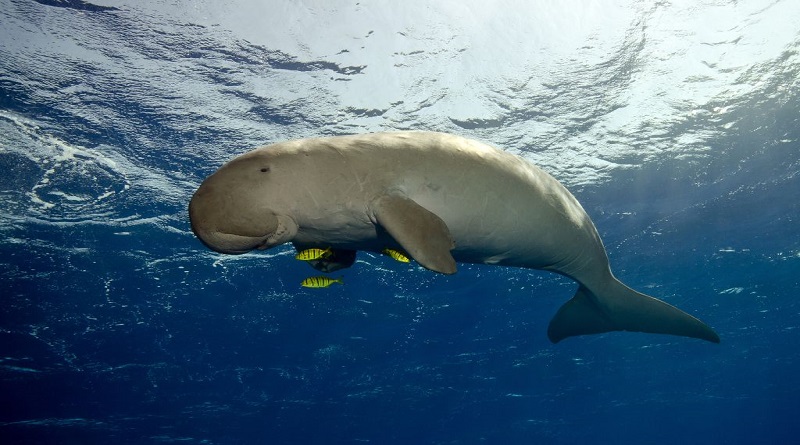 Rare dugong trapped in fishing net rescued - Sri Lanka News